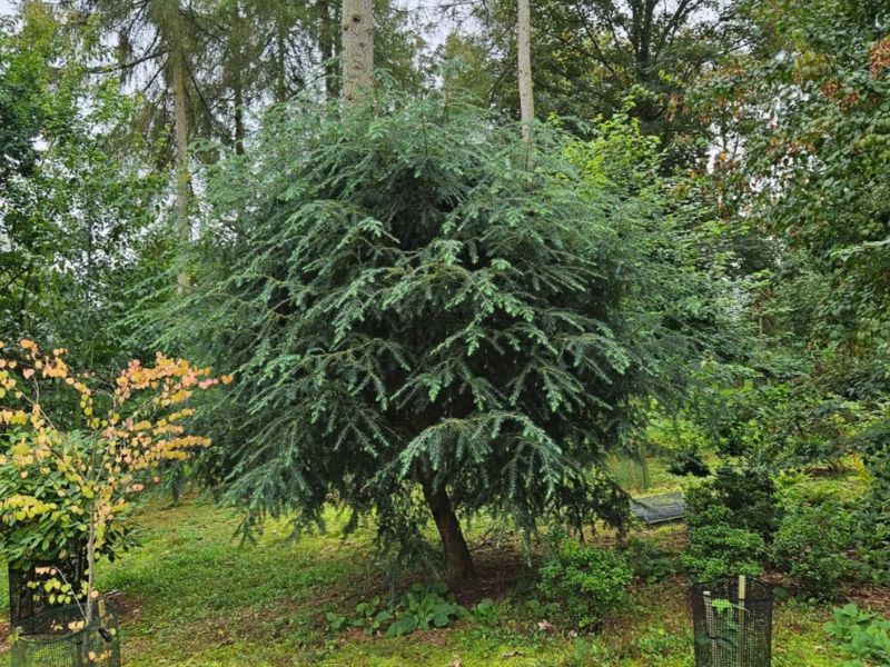 Najbolje drveće za dvorište - Idealna stabla za manja dvorišta i bašte