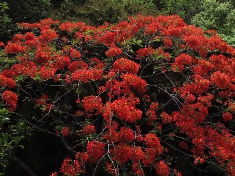 Najbolje drveće za dvorište - Idealna stabla za manja dvorišta i bašte